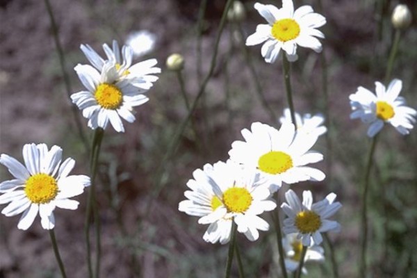 Pyrèthre - Se connaître