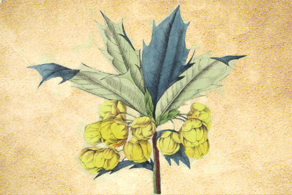 Berberidaceae - Se connaître