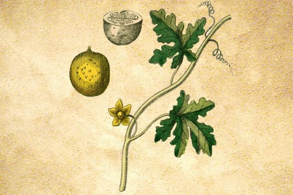 Combretaceae - Se connaître