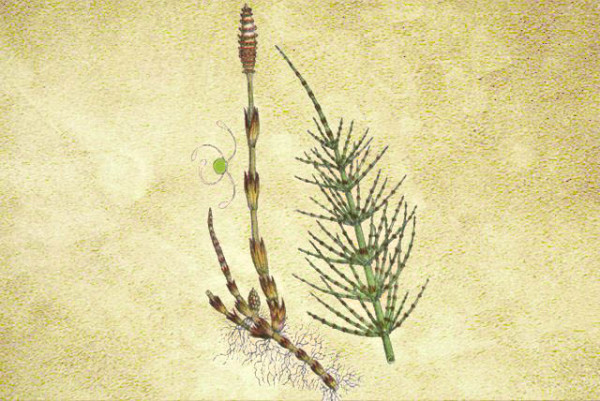 Equisetaceae - Se connaître