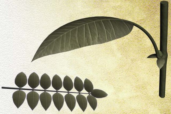 Les feuilles et leur morphologie - Se connaître