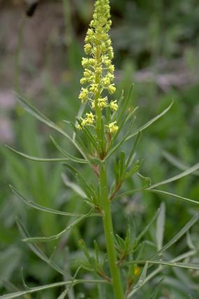 Le réséda, jaune - Se connaître