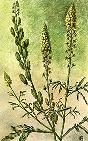 Le réséda, jaune - Se connaître