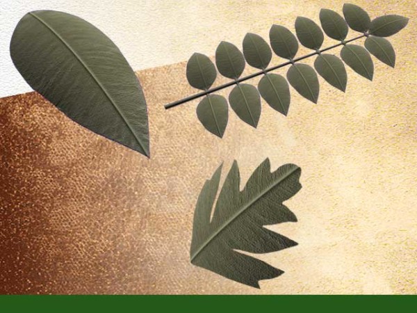 Les feuilles et leur morphologie - Se connaître