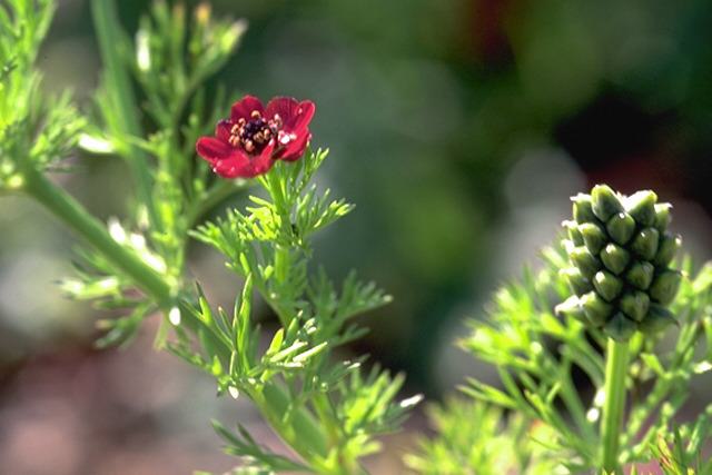 L'adonide, rouge ou jaune - Se connaître